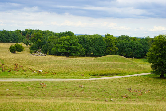 Dyrehaven Bilder – Durchsuchen 551 Archivfotos, Vektorgrafiken und ...