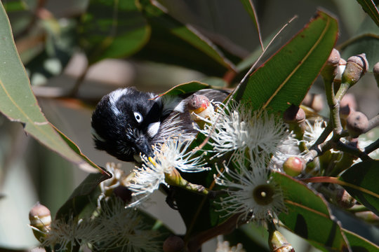 Nector Images – Browse 442 Stock Photos, Vectors, and Video | Adobe Stock