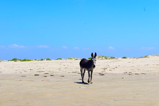 รูปภาพDonky – เลือกดูภาพถ่ายสต็อก เวกเตอร์ และวิดีโอ265 | Adobe Stock