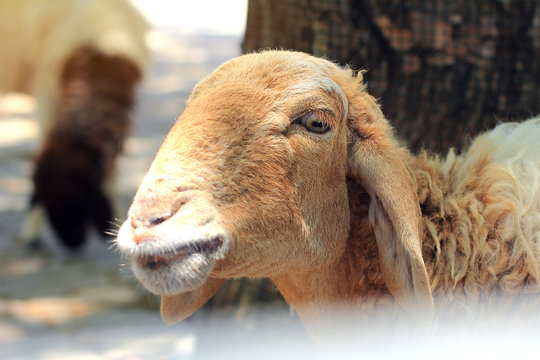 รูปภาพBaa-Lamb – เลือกดูภาพถ่ายสต็อก เวกเตอร์ และวิดีโอ387 | Adobe Stock