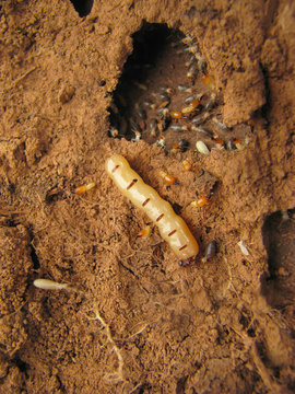 Termite Queen Video