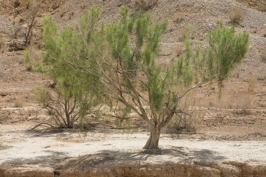 Saxaul Images – Browse 981 Stock Photos, Vectors, and Video | Adobe Stock