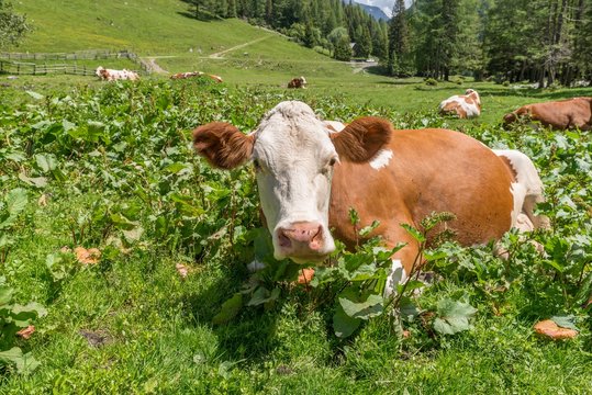 Wiederkauen bilder – Bläddra bland 98 stockfoton, vektorer och videor ...