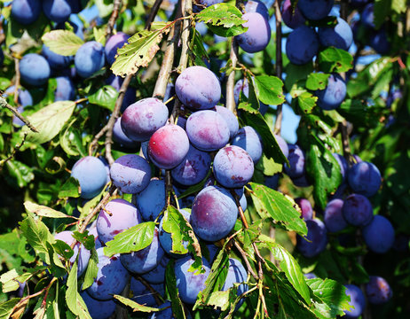 Zwetschgenbaum bilder – Bläddra bland 389 stockfoton, vektorer och ...