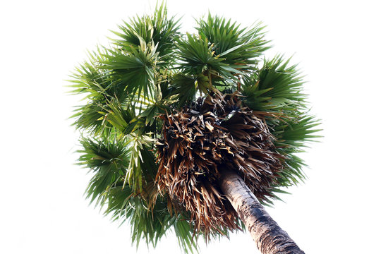 รูปภาพToddy-Palm – เลือกดูภาพถ่ายสต็อก เวกเตอร์ และวิดีโอ456 | Adobe Stock