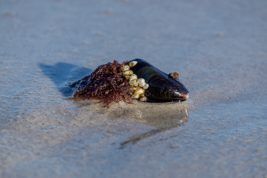 Balanidae Images – Browse 541 Stock Photos, Vectors, and Video | Adobe ...