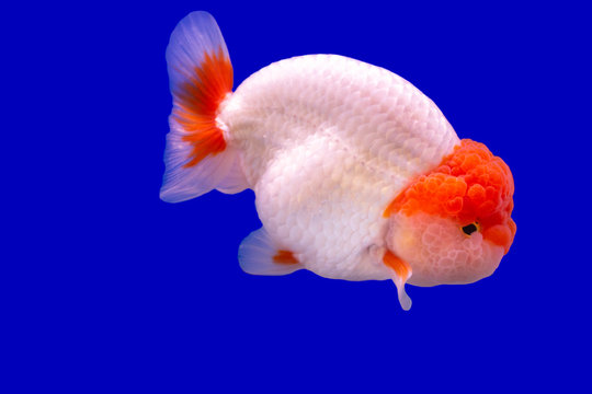 White Ranchu Goldfish