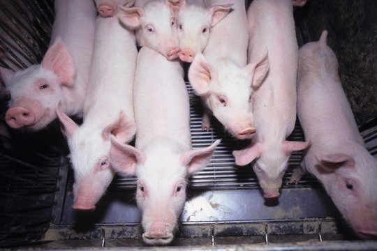 รูปภาพSuini – เลือกดูภาพถ่ายสต็อก เวกเตอร์ และวิดีโอ4,395 | Adobe Stock