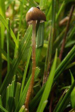 "Liberty Cap" Images – Browse 5,305 Stock Photos, Vectors, and Video ...