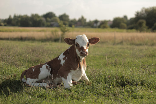 Caddle Images – Browse 60 Stock Photos, Vectors, and Video | Adobe Stock