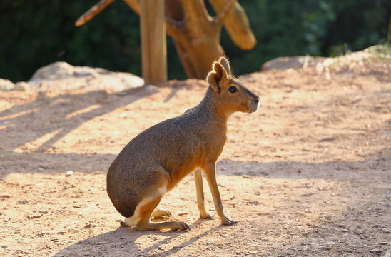 Caviidae Bilder – Durchsuchen 18,477 Archivfotos, Vektorgrafiken und ...