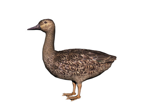 Quacken Bilder – Durchsuchen 97 Archivfotos, Vektorgrafiken und Videos ...