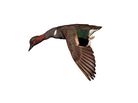 Quacken Bilder – Durchsuchen 97 Archivfotos, Vektorgrafiken und Videos ...