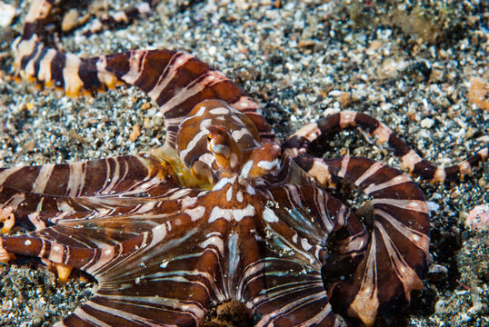 รูปภาพWunderpus – เลือกดูภาพถ่ายสต็อก เวกเตอร์ และวิดีโอ311 | Adobe Stock