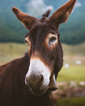 รูปภาพAsino – เลือกดูภาพถ่ายสต็อก เวกเตอร์ และวิดีโอ5,121 | Adobe Stock