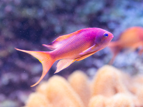 รูปภาพPseudanthias – เลือกดูภาพถ่ายสต็อก เวกเตอร์ และวิดีโอ1,314 ...