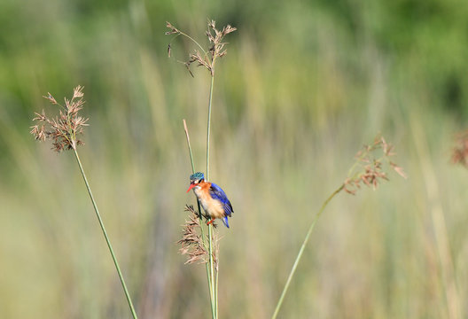 Chite Images – Browse 63 Stock Photos, Vectors, and Video | Adobe Stock