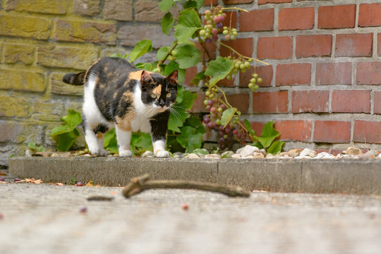 Ziere Images – Browse 49 Stock Photos, Vectors, and Video | Adobe Stock