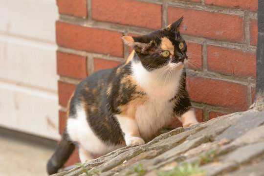 Ziere Images – Browse 49 Stock Photos, Vectors, and Video | Adobe Stock