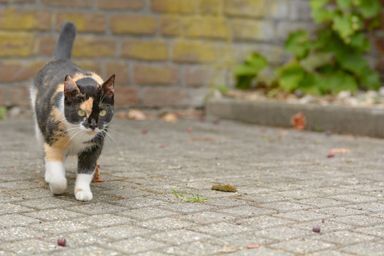 Ziere Images – Browse 50 Stock Photos, Vectors, and Video | Adobe Stock