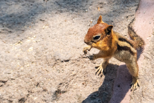 Afbeeldingen over "Timber Tiger" – Blader in stockfoto's, vectoren en ...