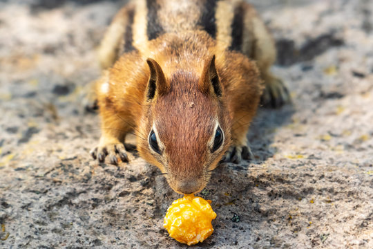 Afbeeldingen over "Timber Tiger" – Blader in stockfoto's, vectoren en ...