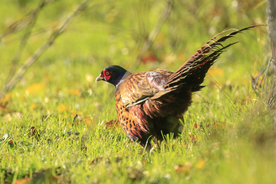 Fazant Bilder – Durchsuchen 103 Archivfotos, Vektorgrafiken und Videos ...