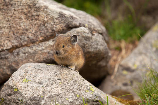 "American Pika" Images – Browse 491 Stock Photos, Vectors, and Video ...