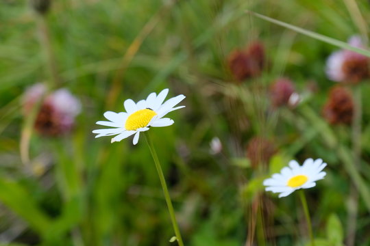 Margarete-Bilder: Stock-Fotos & -Videos. | Adobe Stock