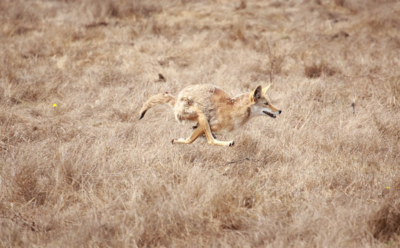 Images Of Coyotes Running