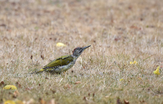 รูปภาพErdspecht – เลือกดูภาพถ่ายสต็อก เวกเตอร์ และวิดีโอ155 | Adobe Stock