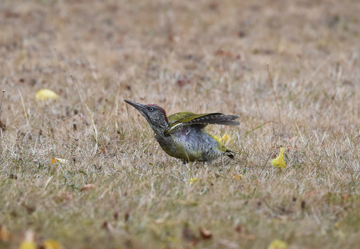 รูปภาพErdspecht – เลือกดูภาพถ่ายสต็อก เวกเตอร์ และวิดีโอ187 | Adobe Stock
