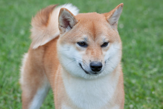 Shibe Hode