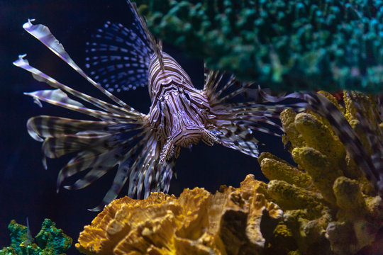 รูปภาพPterois – เลือกดูภาพถ่ายสต็อก เวกเตอร์ และวิดีโอ22,300 | Adobe Stock