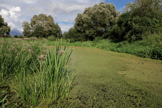 Krekenava Bilder – Durchsuchen 27 Archivfotos, Vektorgrafiken und ...