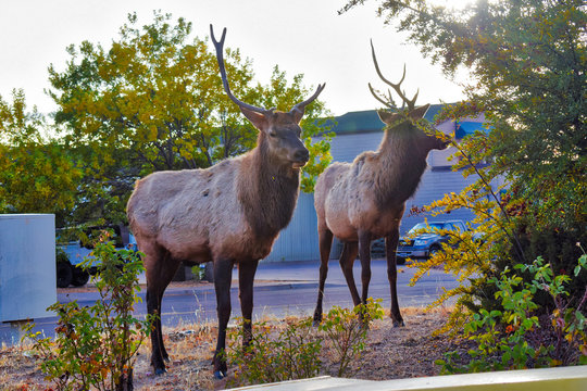 Downtown Payson Arizona