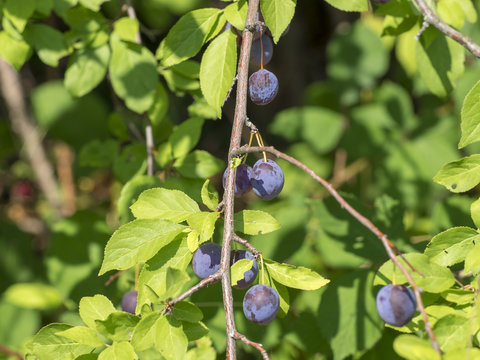 Prunelle Images – Browse 12,660 Stock Photos, Vectors, and Video ...