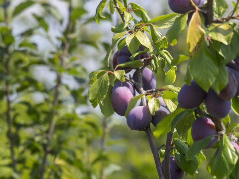 Quetsches Bilder – Durchsuchen 376 Archivfotos, Vektorgrafiken und ...