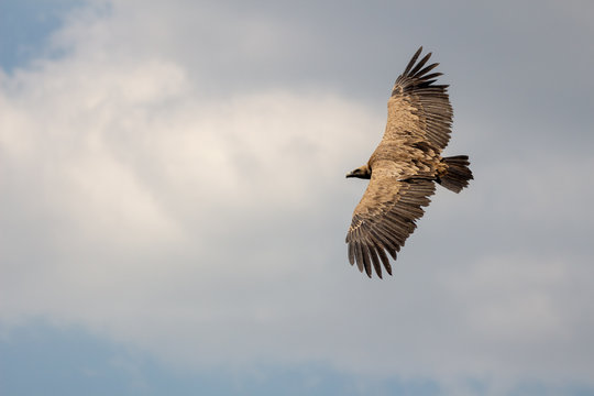 Aasgeier bilder – Bläddra bland 275 stockfoton, vektorer och videor ...