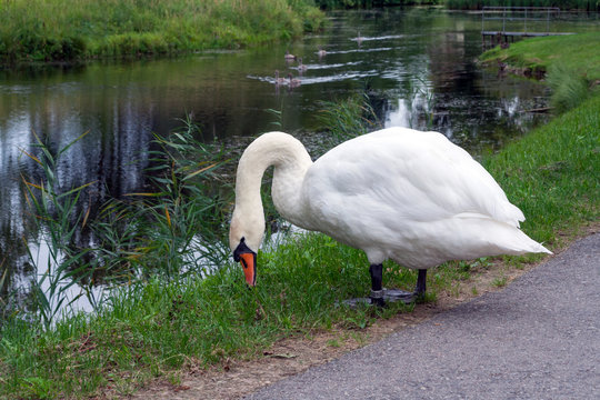 Ofay Images – Browse 55 Stock Photos, Vectors, and Video | Adobe Stock