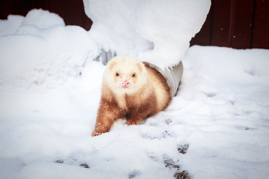 Fluey Bilder – Durchsuchen 667 Archivfotos, Vektorgrafiken und Videos ...