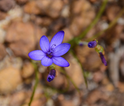 รูปภาพSysie – เลือกดูภาพถ่ายสต็อก เวกเตอร์ และวิดีโอ5 | Adobe Stock