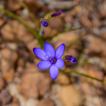 รูปภาพSysie – เลือกดูภาพถ่ายสต็อก เวกเตอร์ และวิดีโอ5 | Adobe Stock