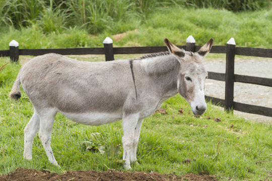 Zesel Bilder – Durchsuchen 218 Archivfotos, Vektorgrafiken und Videos ...