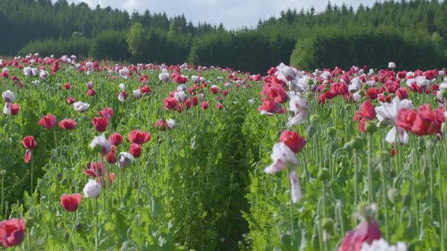 Imagens de Monocropping – Explore Fotografias do Stock, Vetores e ...