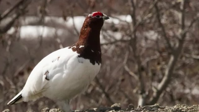 Alaska State Bird Name
