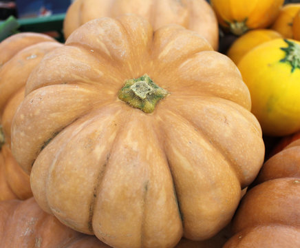 Potimarrons Images – Browse 5 Stock Photos, Vectors, and Video | Adobe ...