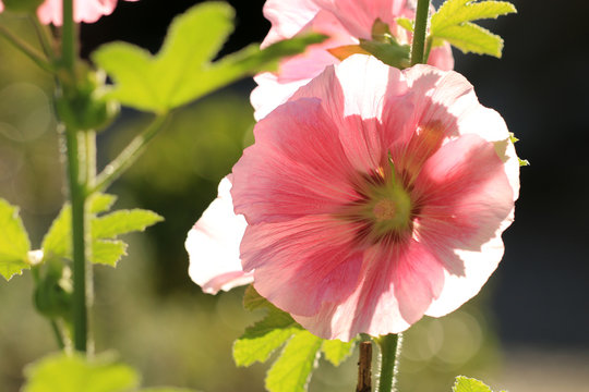 รูปภาพBauernrose – เลือกดูภาพถ่ายสต็อก เวกเตอร์ และวิดีโอ680 | Adobe Stock