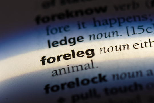 Forelegs Images – Browse 3,861 Stock Photos, Vectors, and Video | Adobe ...