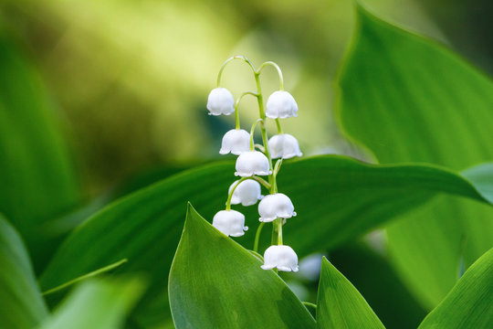 รูปภาพConvallaria – เลือกดูภาพถ่ายสต็อก เวกเตอร์ และวิดีโอ11,229 ...